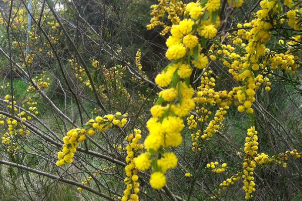 Shrubs - Bulleen Art Garden