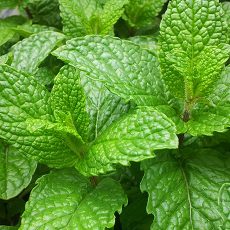 River Mint - Bulleen Art Garden