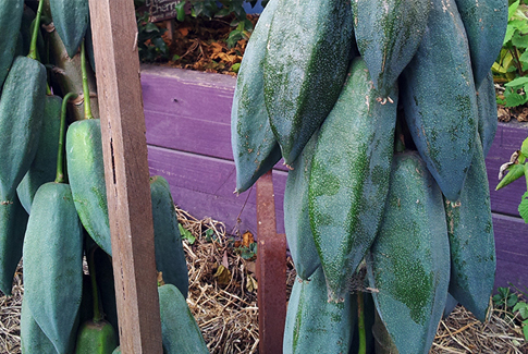 Babaco - Bulleen Art Garden