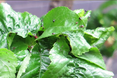 Black Aphid - Bulleen Art Garden