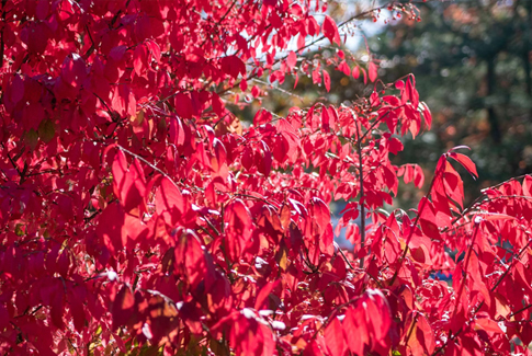 Deciduous Shrubs that Pack a Punch - Bulleen Art Garden