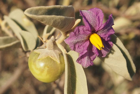 Bush Tomato - Bulleen Art Garden