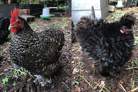 Backyard Chooks - Bulleen Art Garden