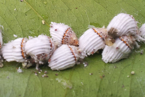 Cottony Cushion Scale - Bulleen Art Garden