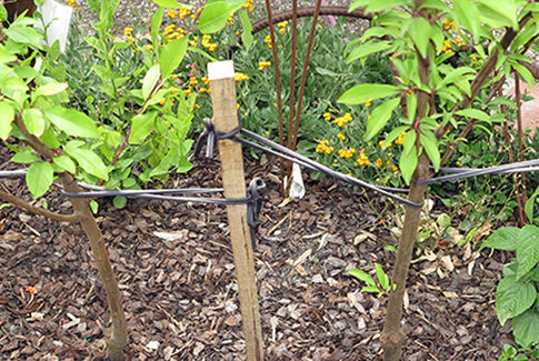 Duo or Multi Fruit Tree Planting - Bulleen Art Garden