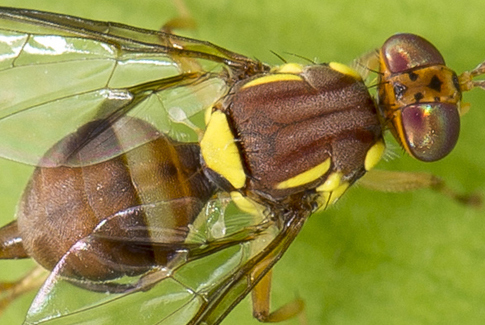 - Bulleen Art Garden