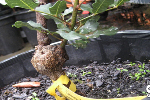 Grafted Plants Explained - Bulleen Art Garden