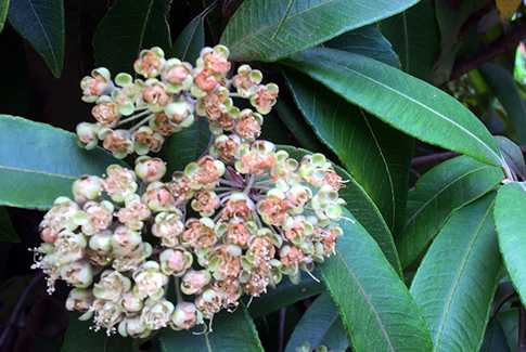 Lemon Myrtle - Bulleen Art Garden