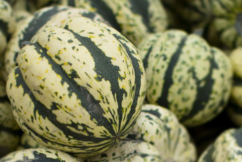 Melons, Canteloupe, Rockmelon - Bulleen Art Garden