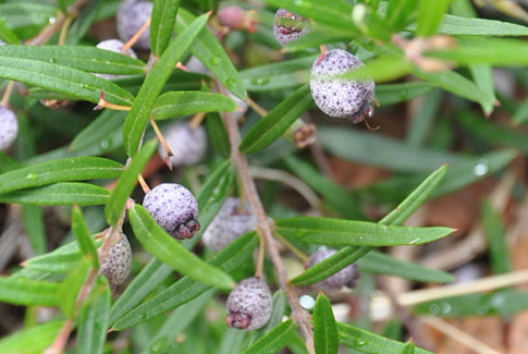 Midgen Berry - Bulleen Art Garden