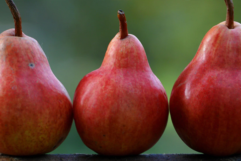 Nashi (or Asian) Pears - Bulleen Art Garden