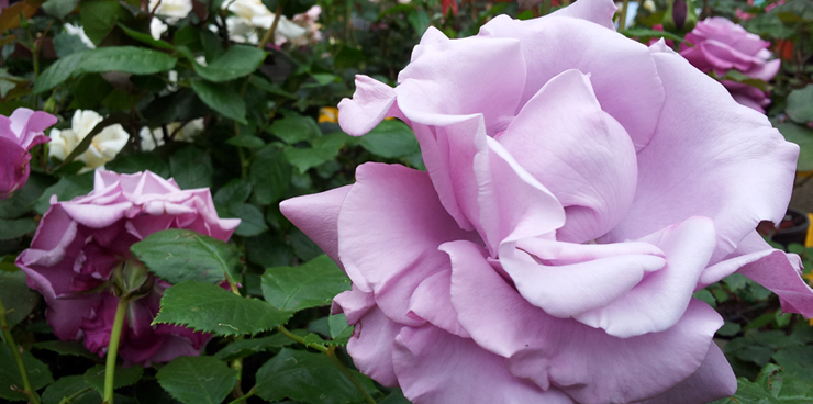 Roses - Bulleen Art Garden