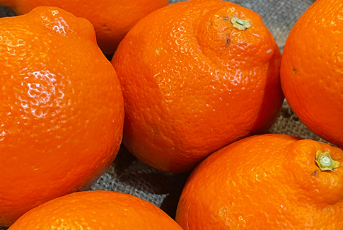 Tangelos - Bulleen Art Garden