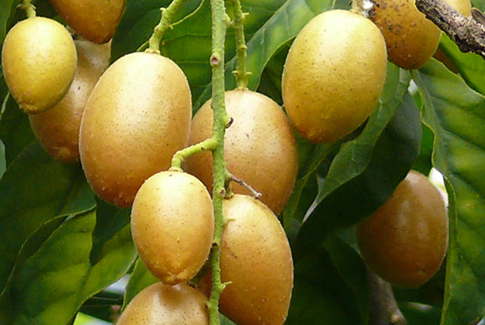 Wampi - Bulleen Art Garden