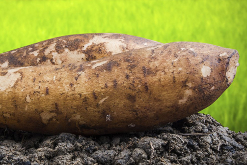 Yacón - Bulleen Art Garden